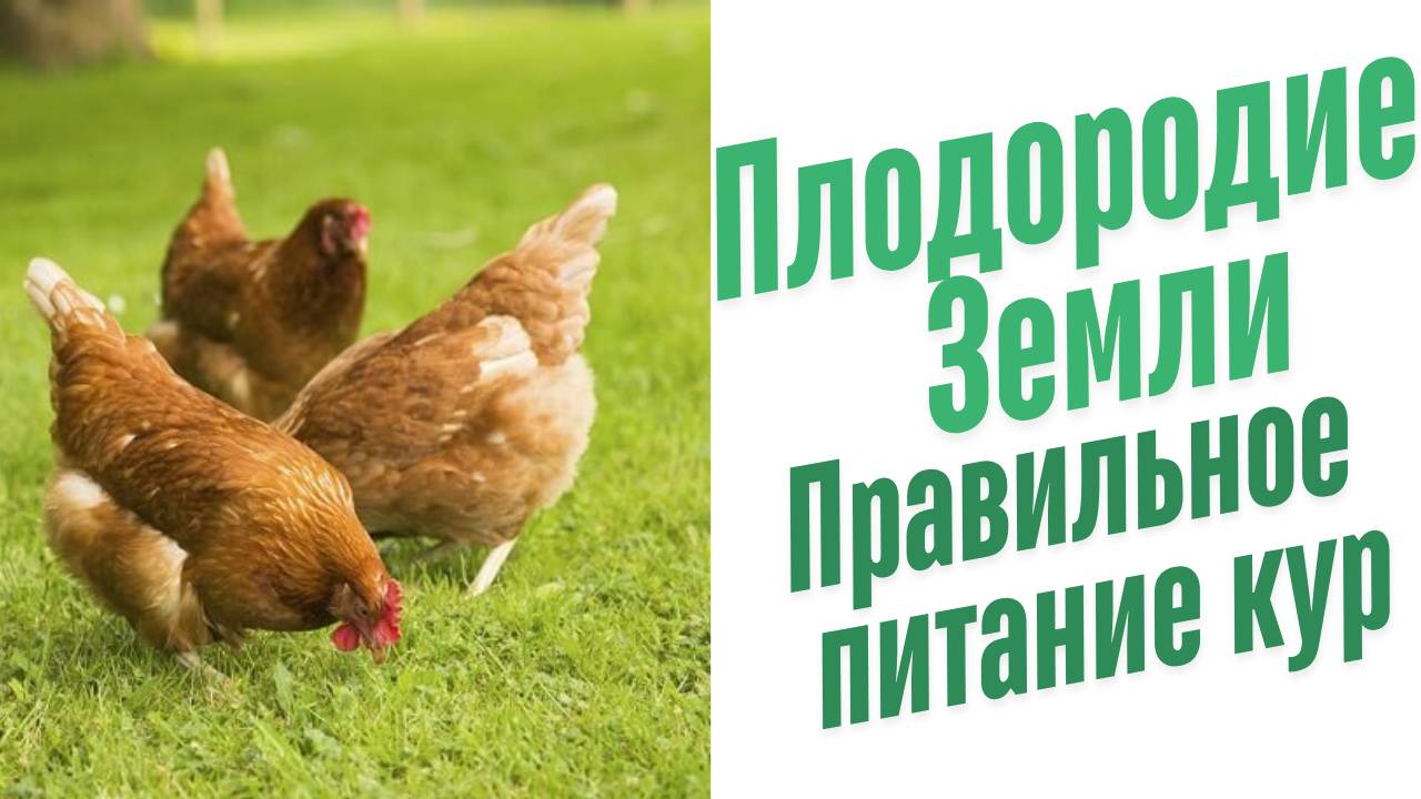 Правильное питание кур.