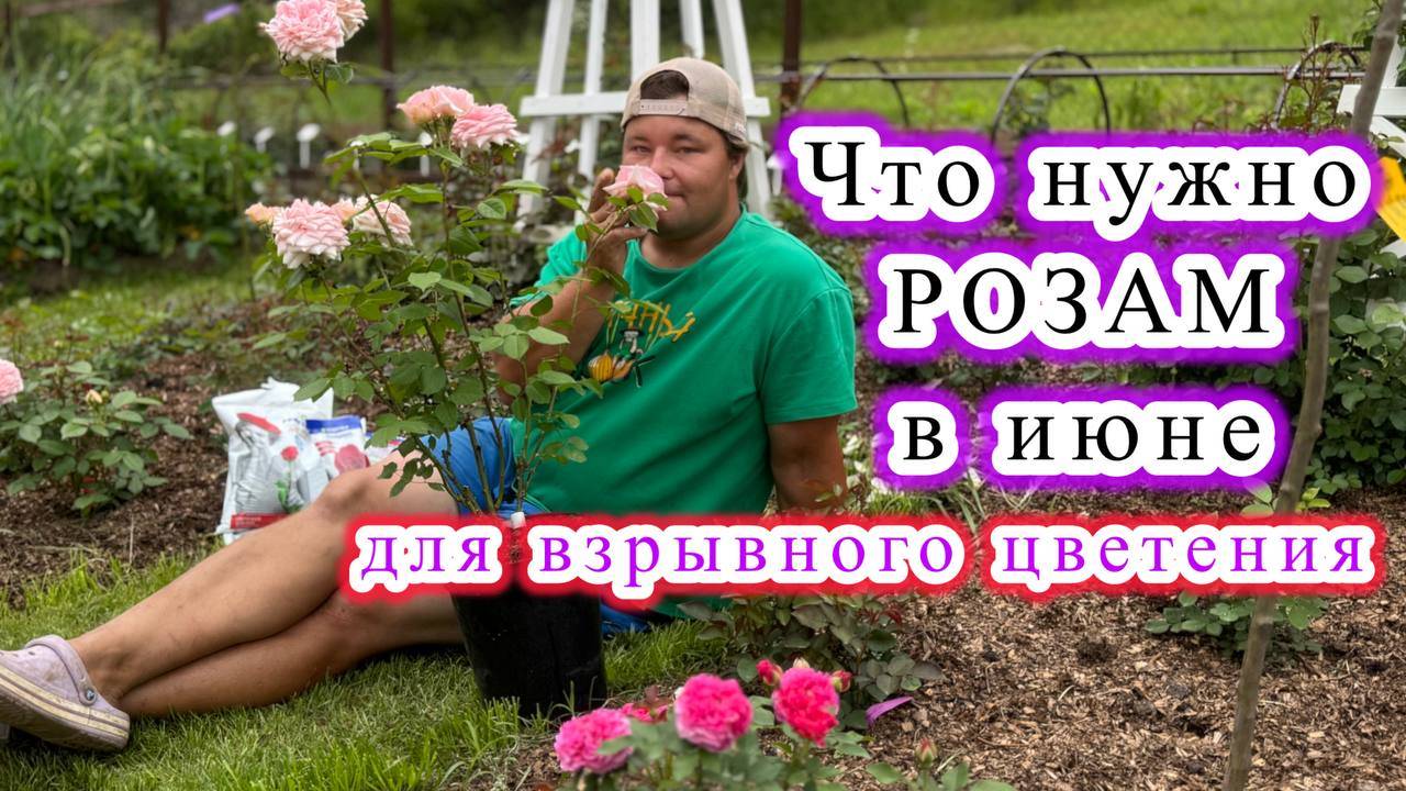 Розы, июнь и его сюрпризы.
