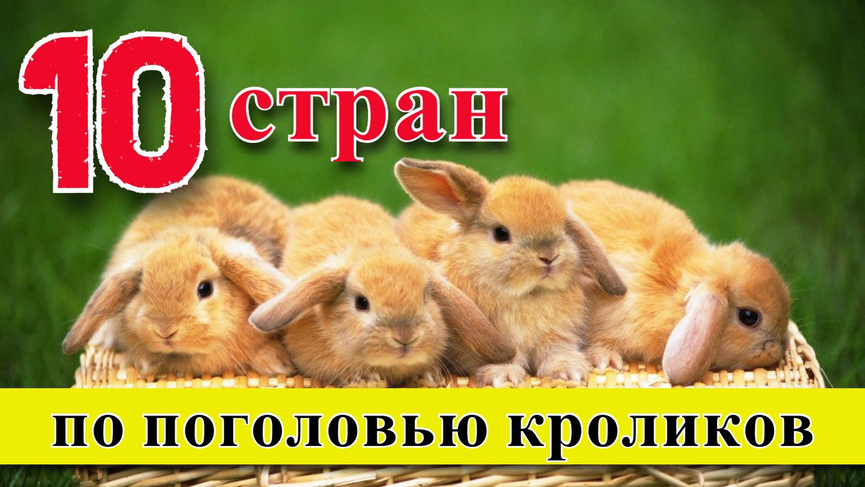 КРОЛИКИ: ТОП 10 стран мира по поголовью кроликов (1961–2023)