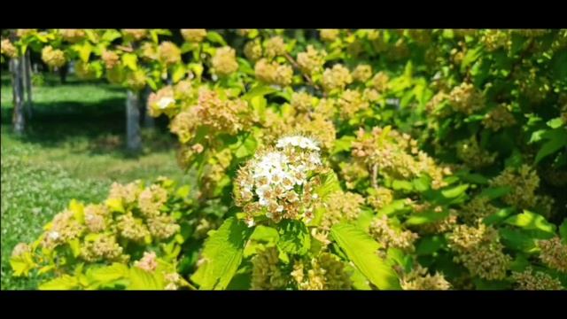 Что такое лето (лето 2025)