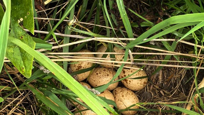 2025. Встречаем лето. Вторая часть.