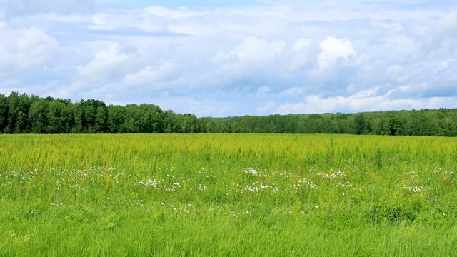 Русское поле