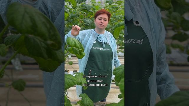 ПОДКОРМКА РАСТЕНИЙ