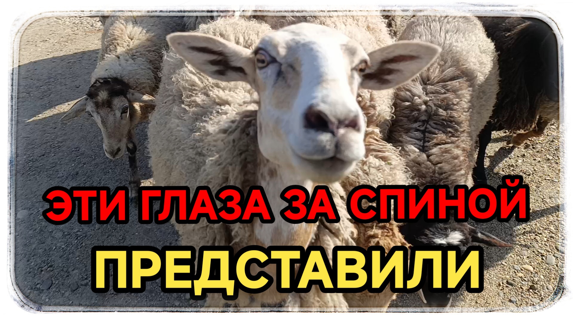 Просто развлекательное видео про овечек!☺️