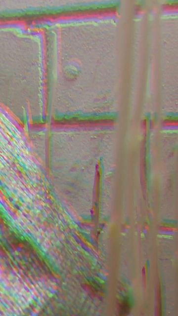 Что ЭТО такое / ВПЕРВЫЕ вижу ЭТО / РОСТКИ от картошки