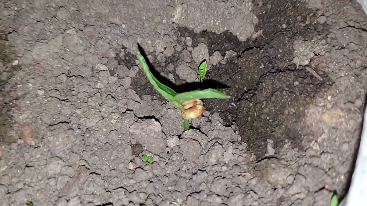 Рождение великого дерева