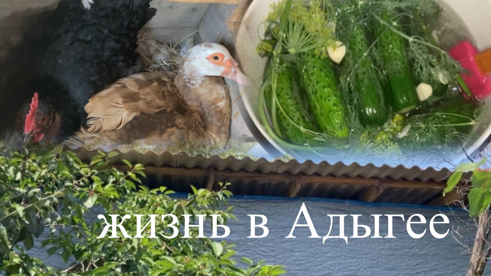 Адыгея/ Простая жизнь/ Поделили гнездышко/ Что же нам ожидать/ Навес готов/