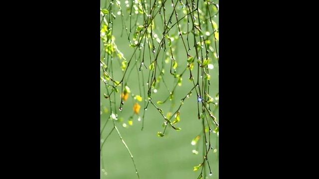 Весеннее наваждение