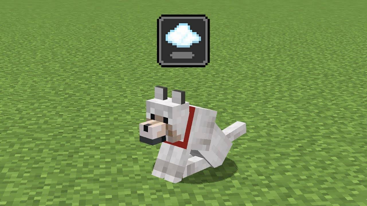 что, если вы научите левитировать сидящую собаку?