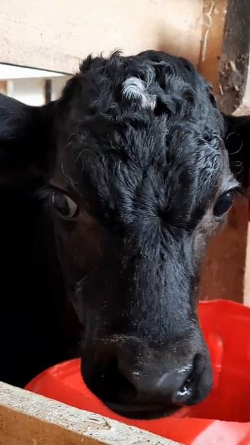 Почему такой красивый_ #юмор