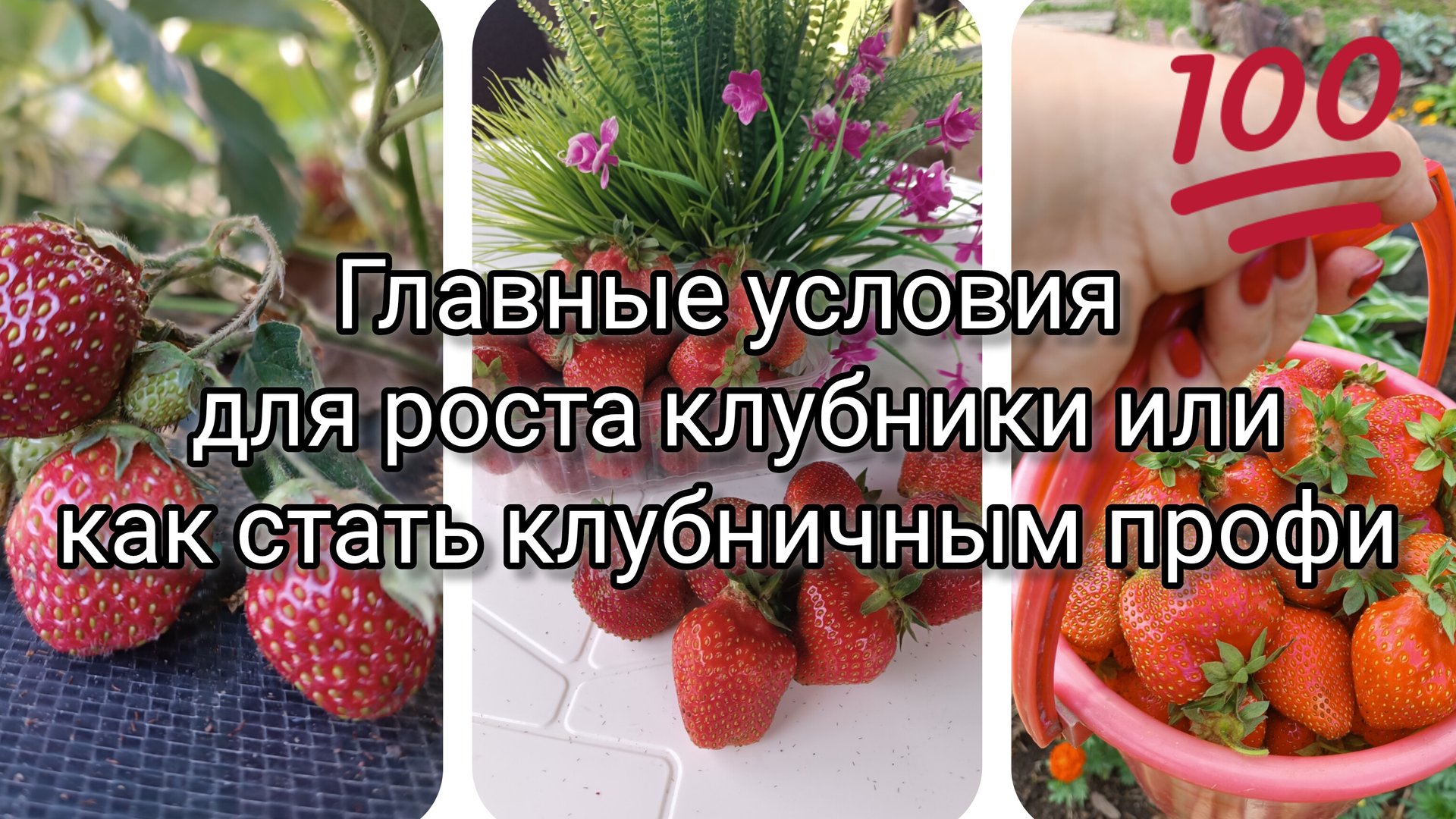 Главные условия для роста клубники или как стать клубничным профи