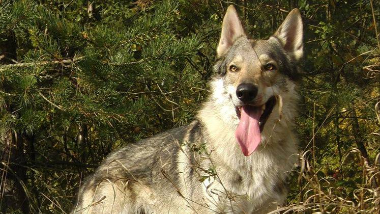 Волк пошёл своей дорогой