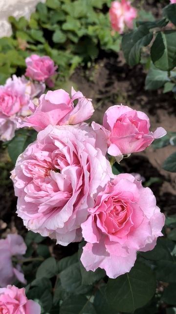 Роза Айсфогель