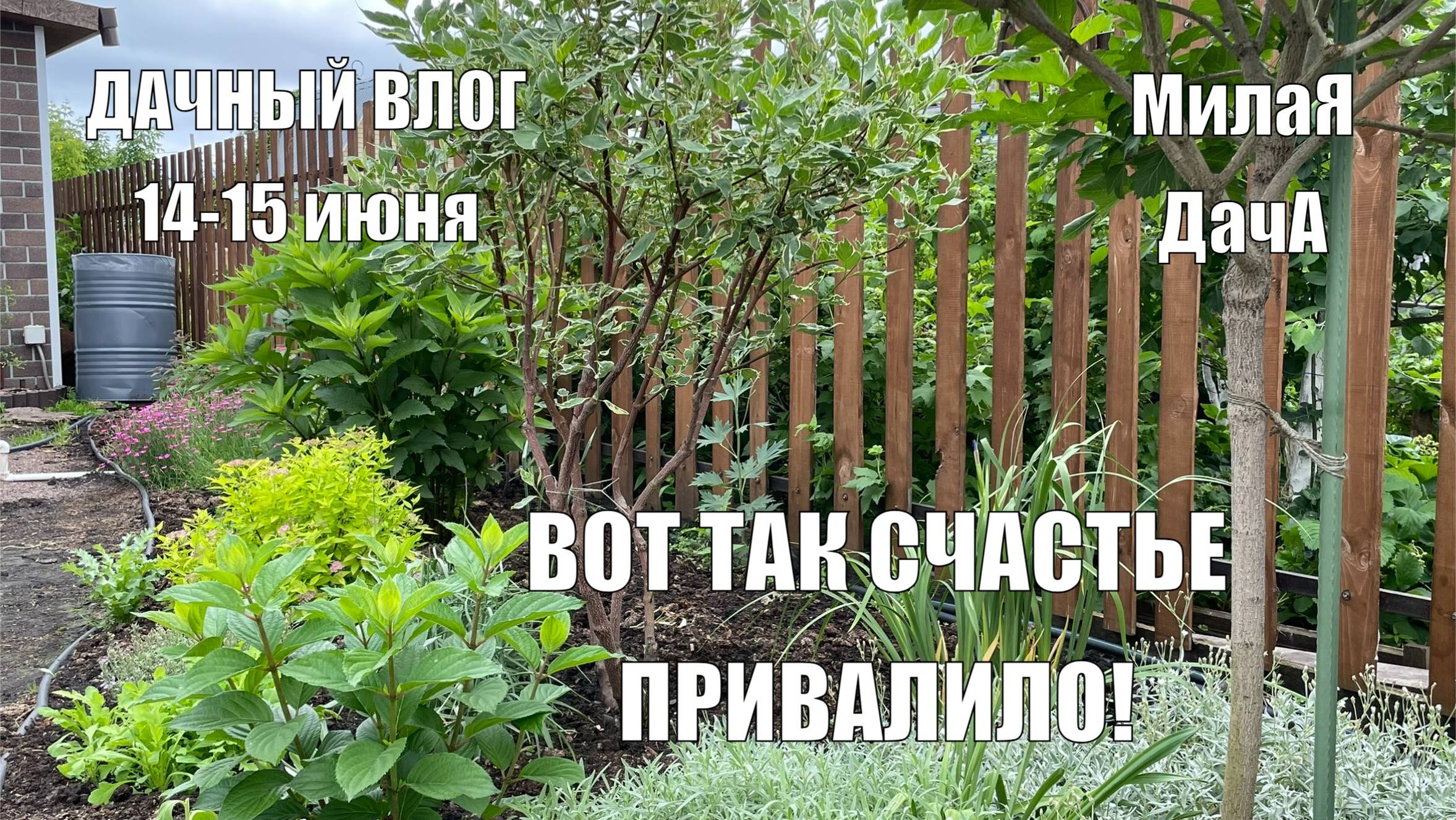 Счастье привалило | Дачный влог 14-15 июня