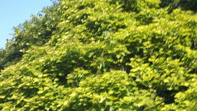 DSCN8058Железноводск июнь 2025 Аллея любви ,обзорная вокруг горы Железной.