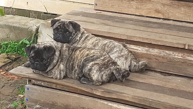 тигровые мопсы