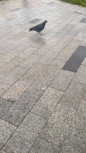 Голубь в парке