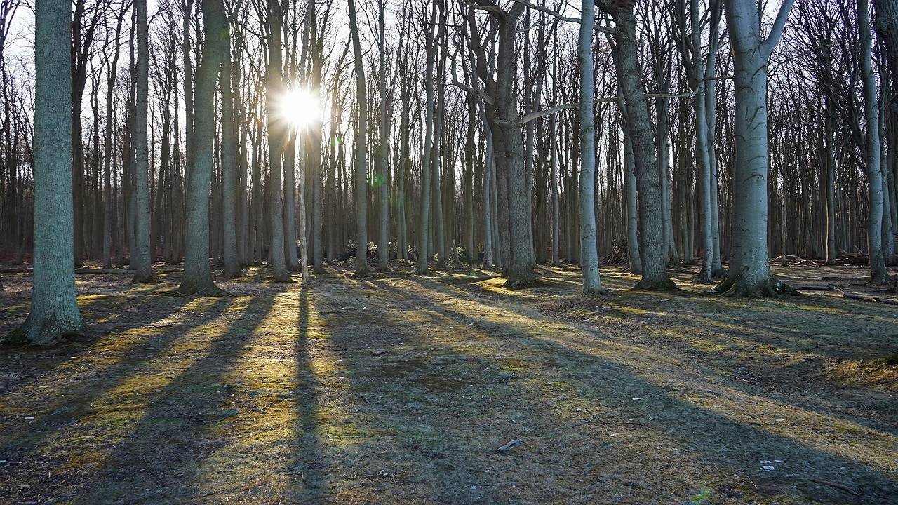 Инструментальная музыка. Красивая для души. Релаксация, созерцание, лесные пейзажи. Фоновая музыка