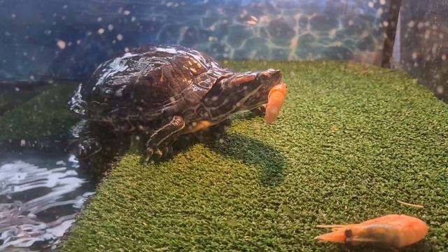 «Про действия страстей на разум»