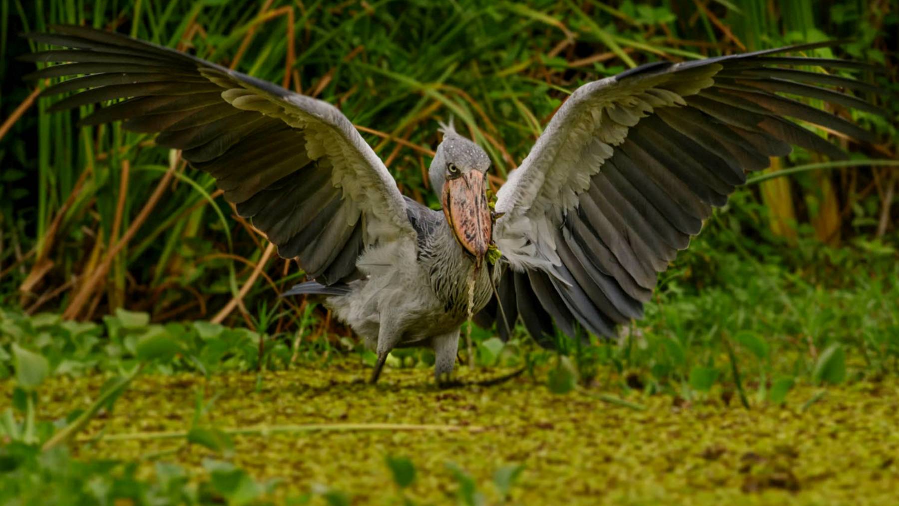 Топ 6 ужасающе крутых и странных птиц планеты