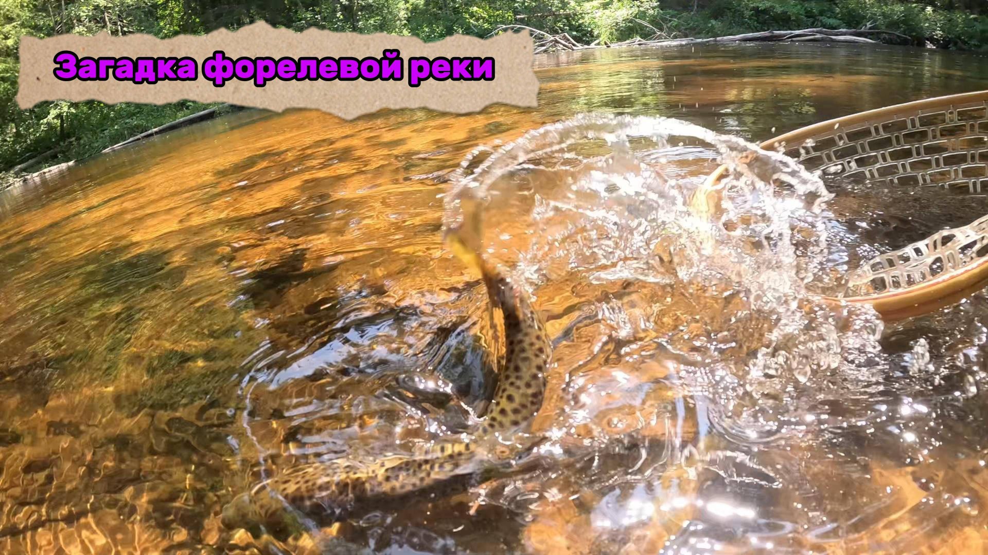 Загадка форелевой реки. Ловля пеструшки на блесны