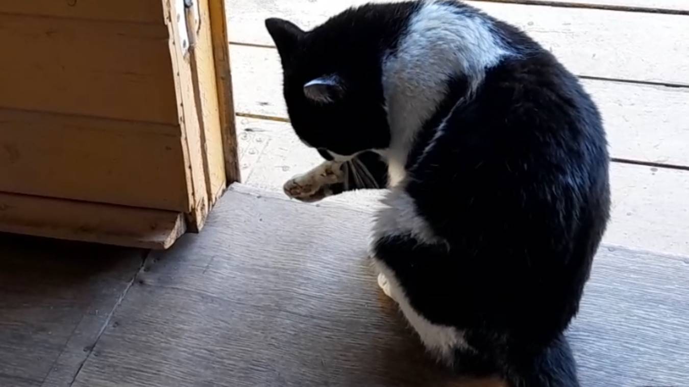 20250620_072012 Возвращение Мити через двое суток. Утро 7-15. Часть 2