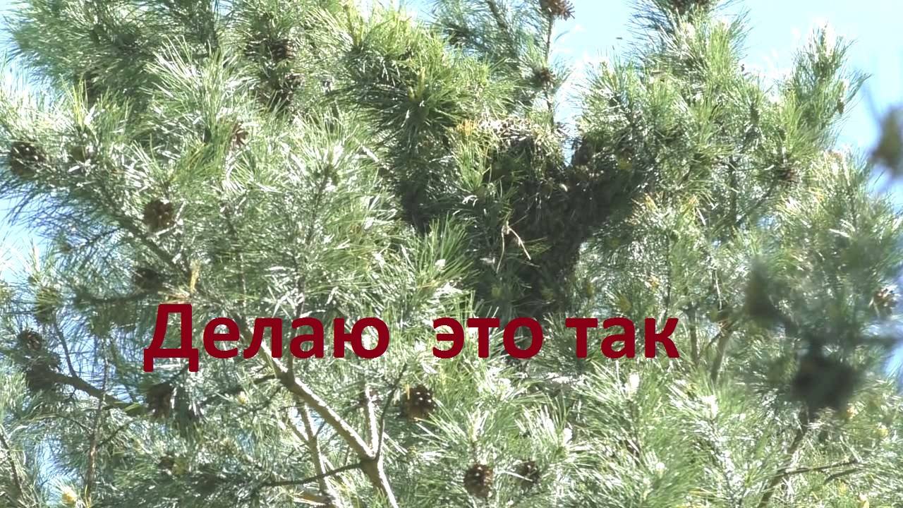 Делаю отводок от роя