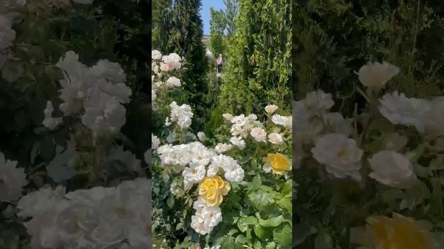 Новый Херсонес🩷