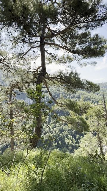 Поход на Орлиные скалы и Агурские водопады 20.06.2025. Сочи. ФК Альпика