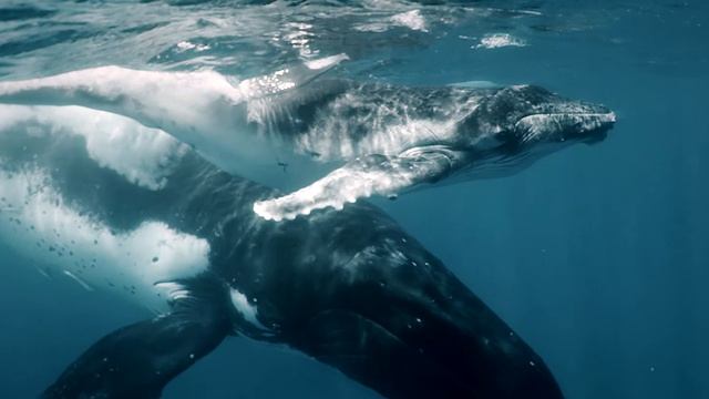 11. Island Dreams - Dominican Republic