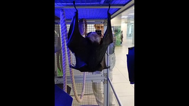 Летучие лисицы🦇