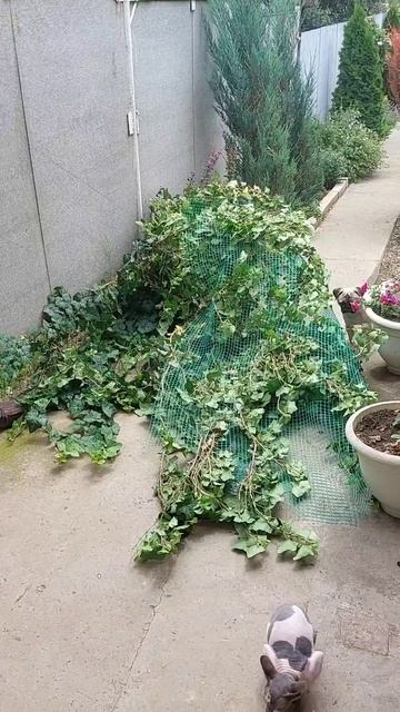 Опора для плюща садового.