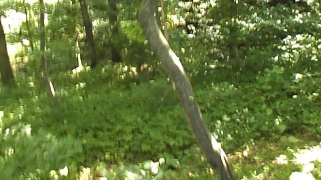 DSCN8064Железноводск июнь 2025 Аллея любви ,обзорная вокруг горы Железной.