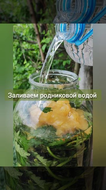 Сурица из крапивы и меда. Напиток солнца