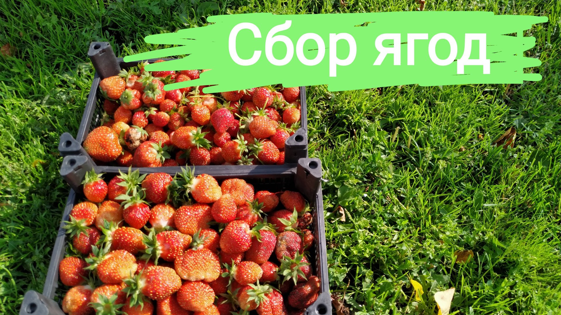 Сад. Сбор ягод. 20.06.2025