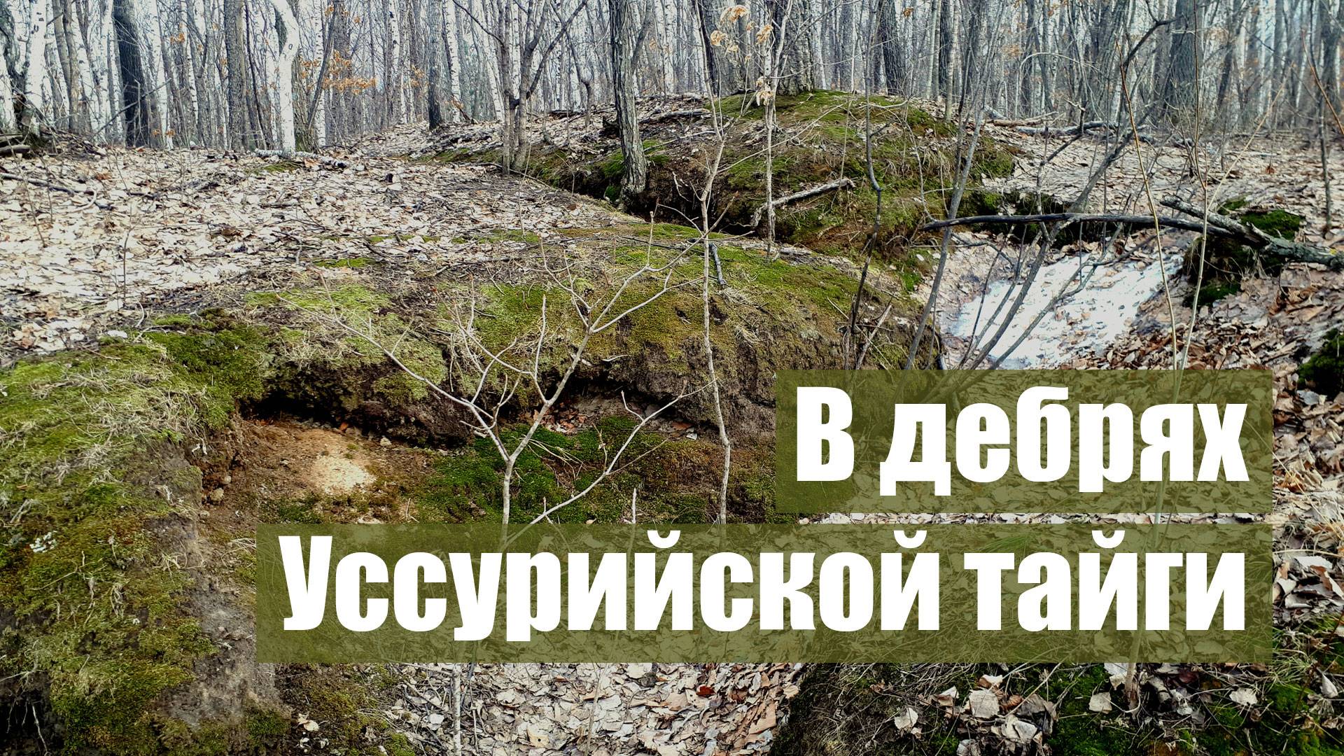 В дебрях Уссурийской тайги
