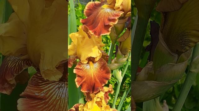 ирис ПЕЛЕЖМА (Vlasova' 2025)