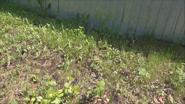 Мой фильм  Ужик на даче