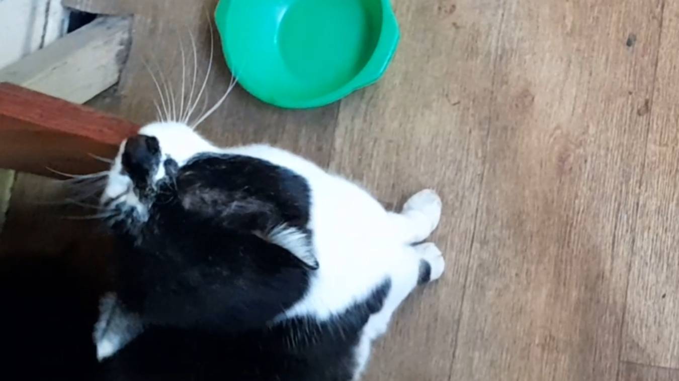 20250620_070550 Возвращение Мити через двое суток. Утро 7-00. Часть 1