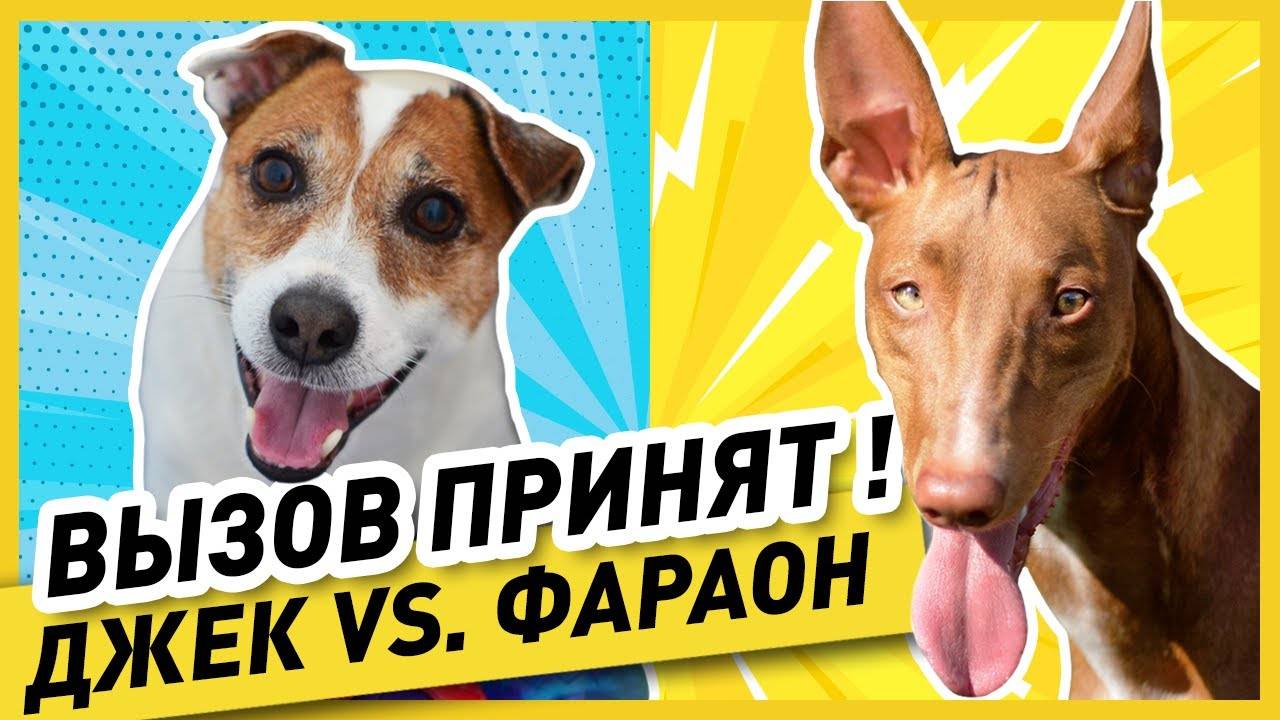 ДЖЕК РАССЕЛ ТЕРЬЕР VS. ФАРАОНОВА СОБАКА. Повторяем  TikTok дог челлендж (приколы с собаками)