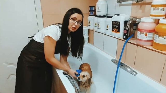 Как правильно мыть собаку в домашних условиях