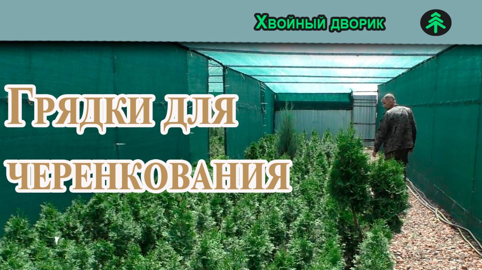 Черенкование хвойных растений,грядки для черенков,два отдела под черенки в питомнике.