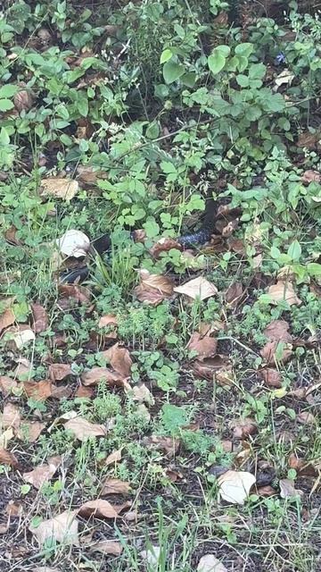 Страшная ядовитая змея у Пицунды