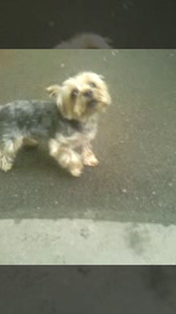 Собачья разговорчивость_20250620_121348