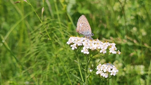 Краски лета. Бабочка и цветок. Июнь 2025