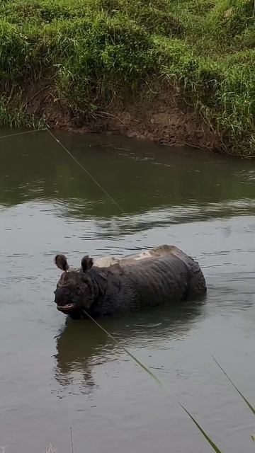 Вы когда-нибудь видели носорога в дикой природе? #непал #носорог #сафари #nepal #safari