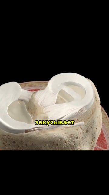 ❗️Разрыв мениска – это не случайность, а результат.