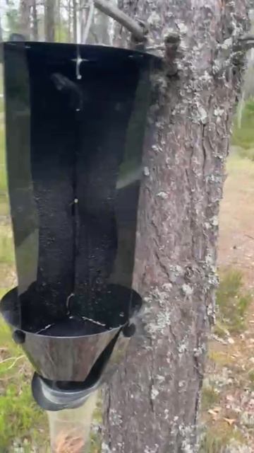 Отлов начался