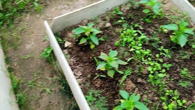 Дачный ВЛОГ Дела огородные