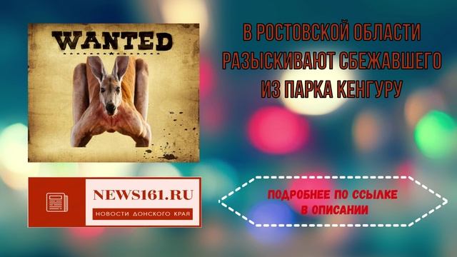 В Ростовской области разыскивают сбежавшего из парка кенгуру